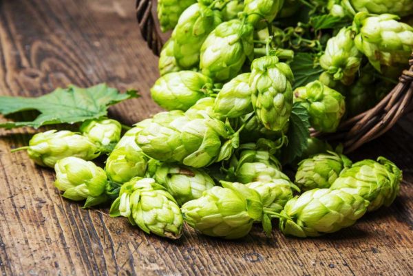 El maravilloso mundo del lúpulo | Qué es | Uso en la Cerveza